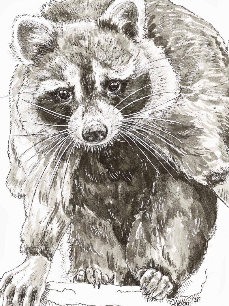 Raccoon Print, Nature Wildlife Art Print, Raccoon Art, Raccoon Painting ...