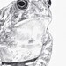 American Toad Print, Nature Wildlife Art Print, Realistic American Toad ...