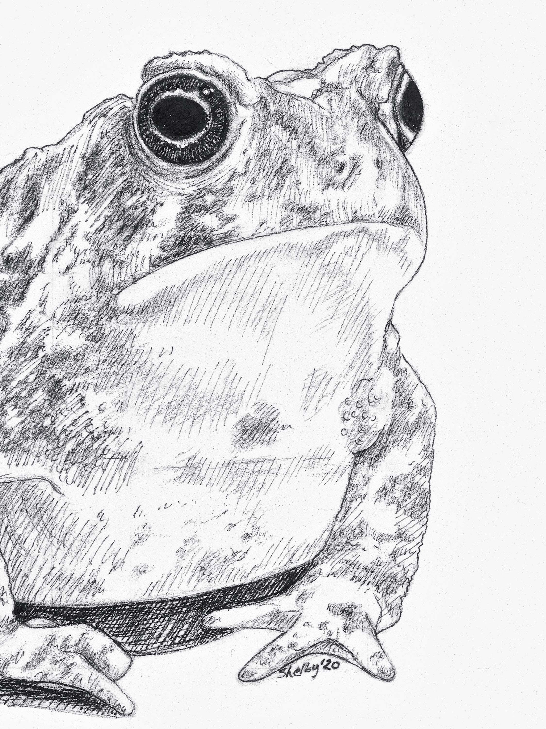 American Toad Print Nature Wildlife Art Print Realistic - Etsy