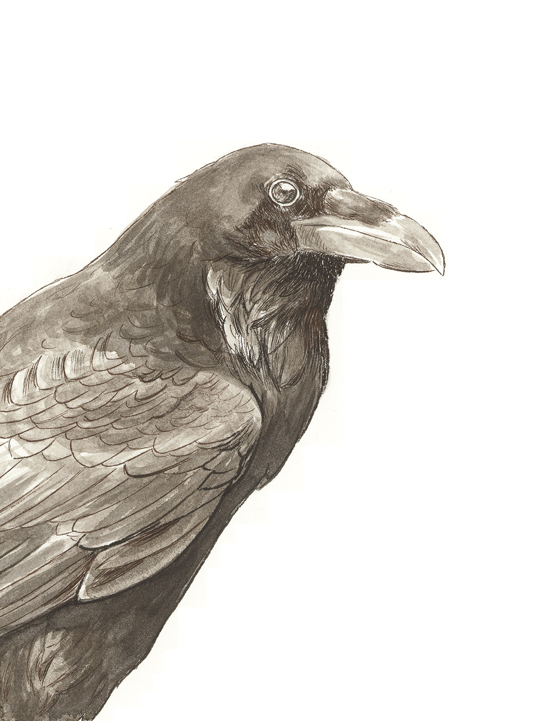Raven Print Nature Wildlife Art Print Raven Art Raven - Etsy