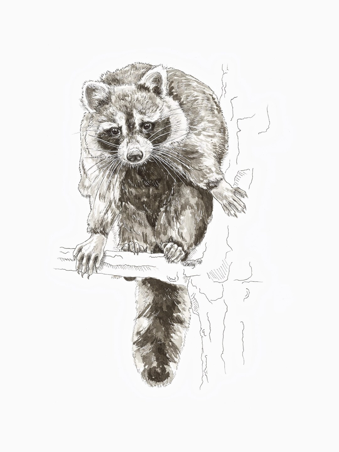 Raccoon Print, Nature Wildlife Art Print, Raccoon Art, Raccoon Painting ...