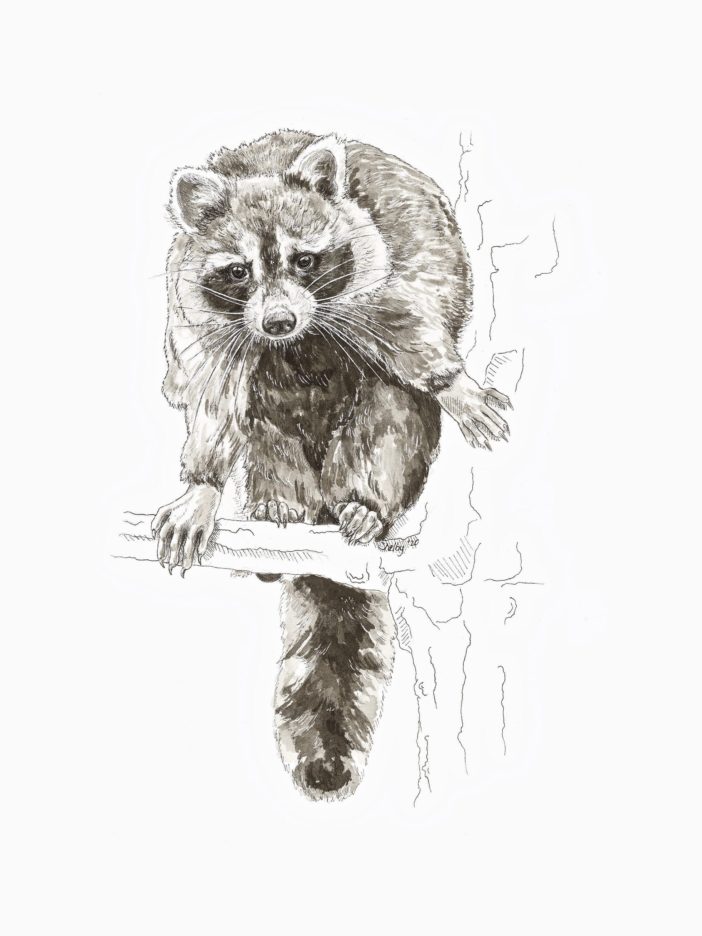 Raccoon Print, Nature Wildlife Art Print, Raccoon Art, Raccoon Painting ...
