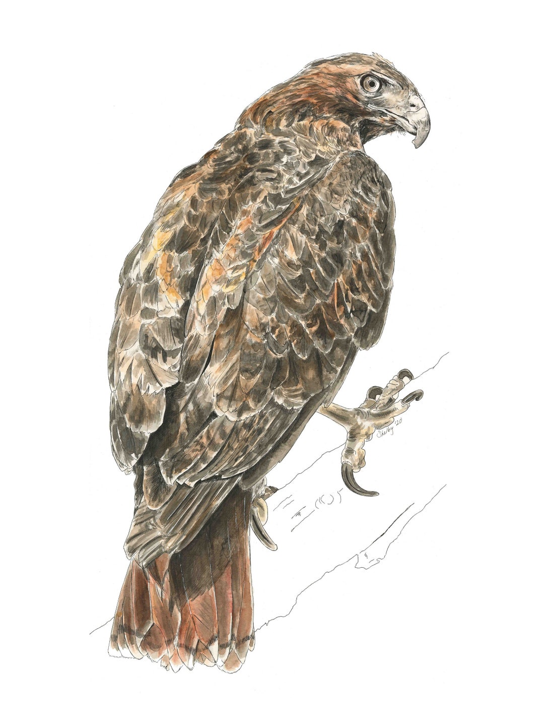Red-tailed Hawk Watercolor Painting Red-tailed Hawk Drawing - Etsy