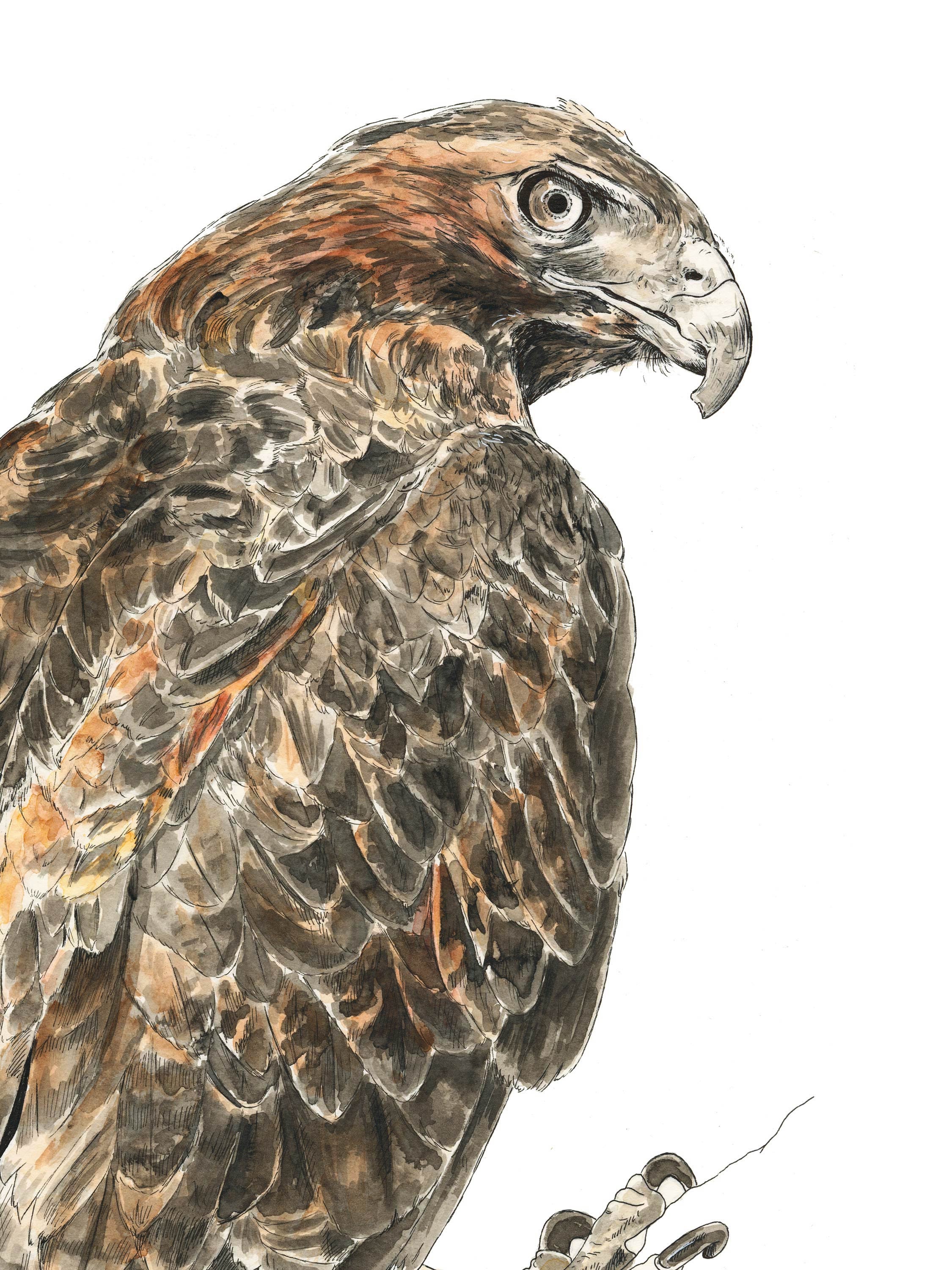 Red-tailed Hawk Watercolor Painting, Red-tailed Hawk Drawing, Red ...