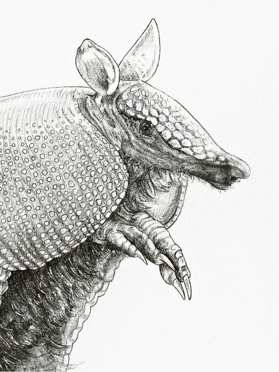 Armadillo Drawing