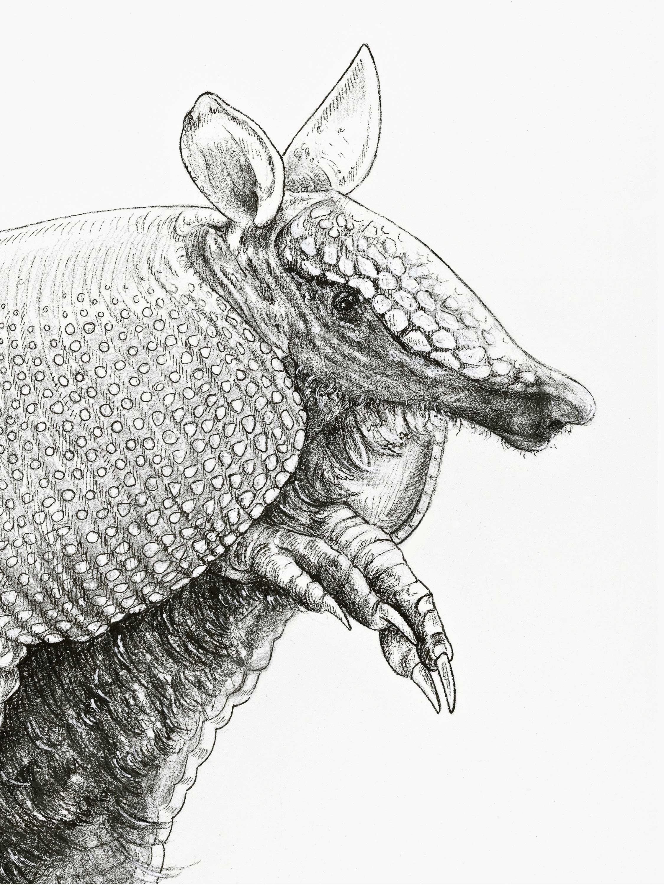 Armadillo Print, Nature Wildlife Art Print, Realistic Armadillo Pencil ...