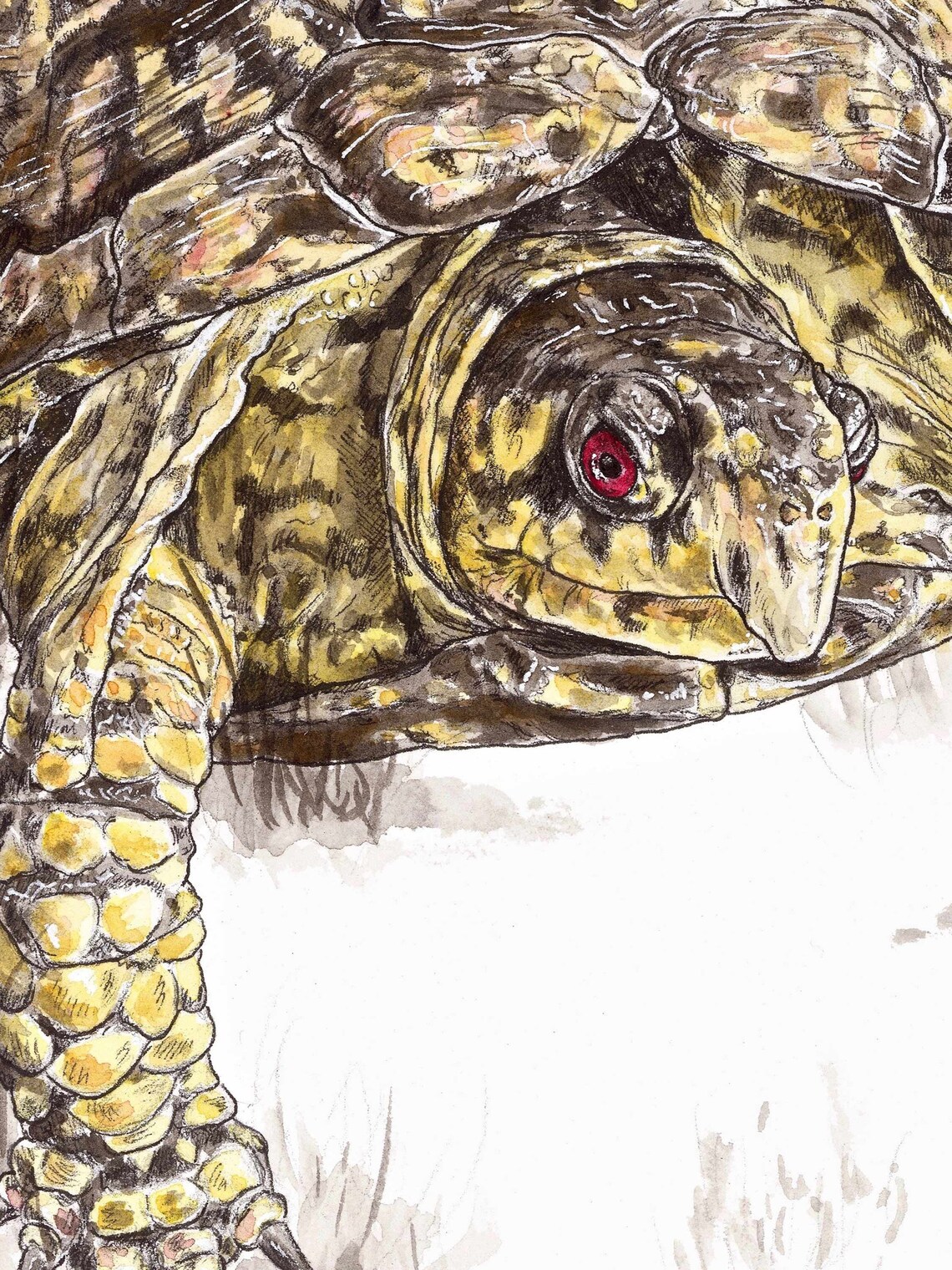 Eastern Box Turtle Print Nature Wildlife Art Print Eastern - Etsy