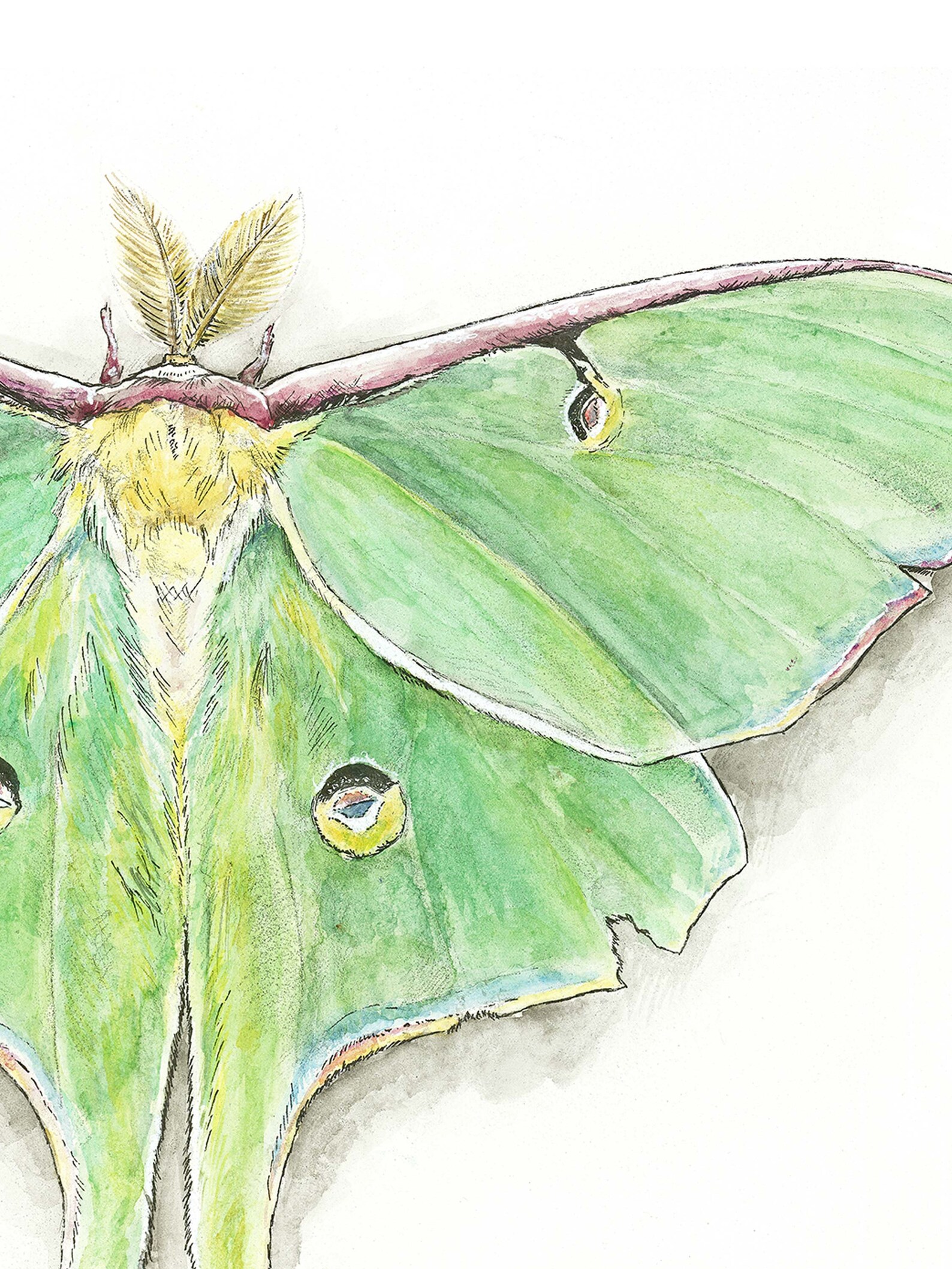 Luna Moth Print Nature Wildlife Art Print Luna Moth - Etsy