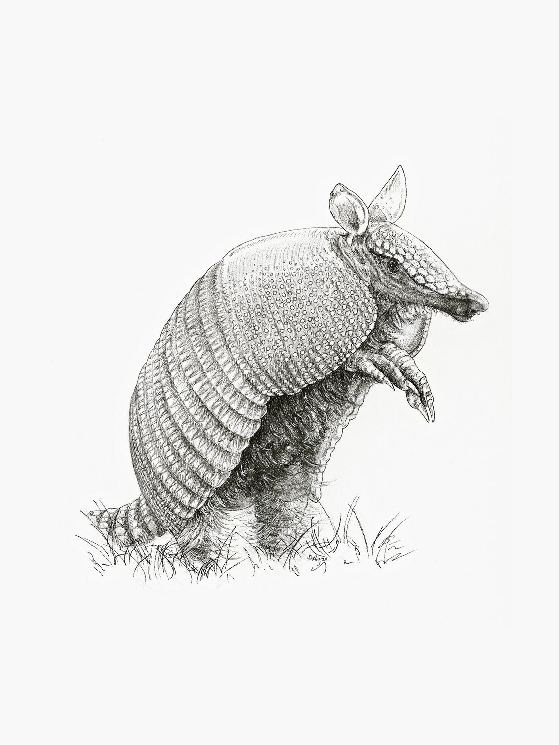 Armadillo Print, Nature Wildlife Art Print, Realistic Armadillo Pencil ...