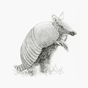 Armadillo Print, Nature Wildlife Art Print, Realistic Armadillo Pencil Drawing, Giclée Art Print ...