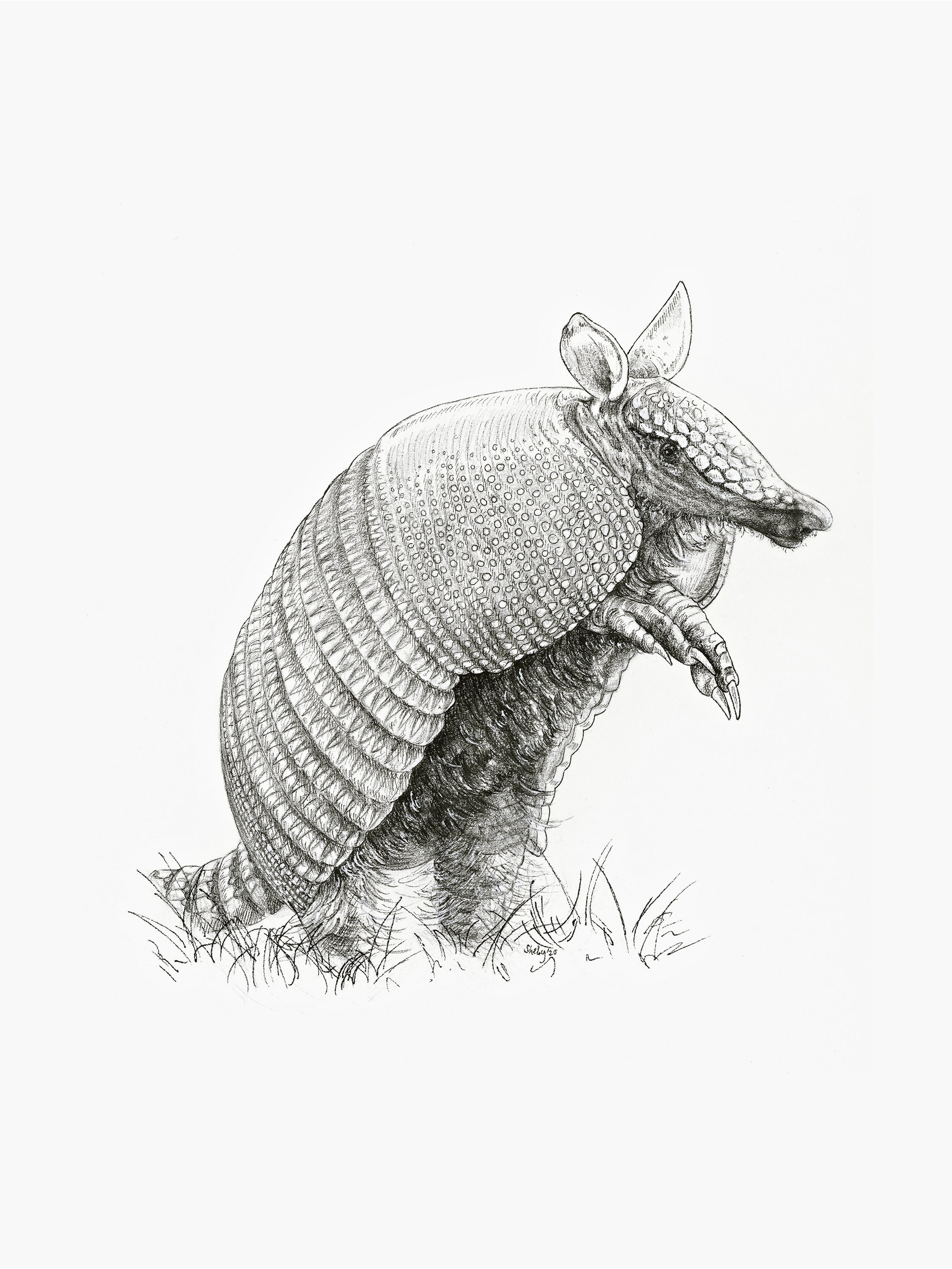 Armadillo Drawing