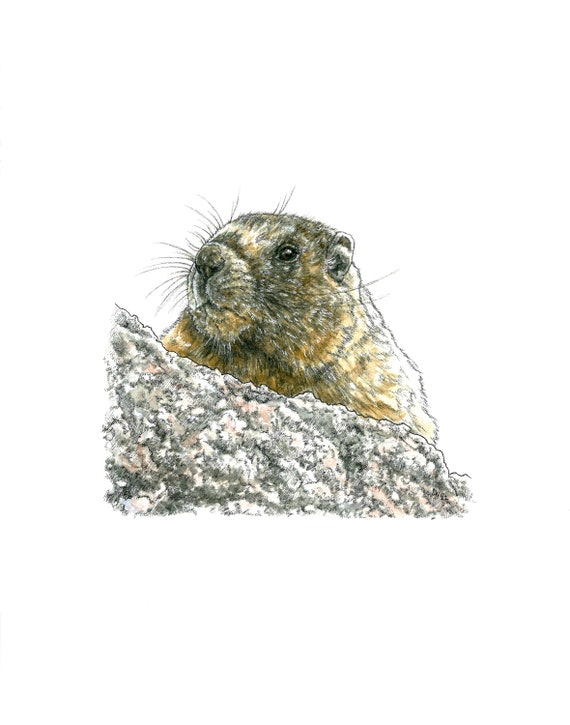 Yellow Bellied Marmot Drawing