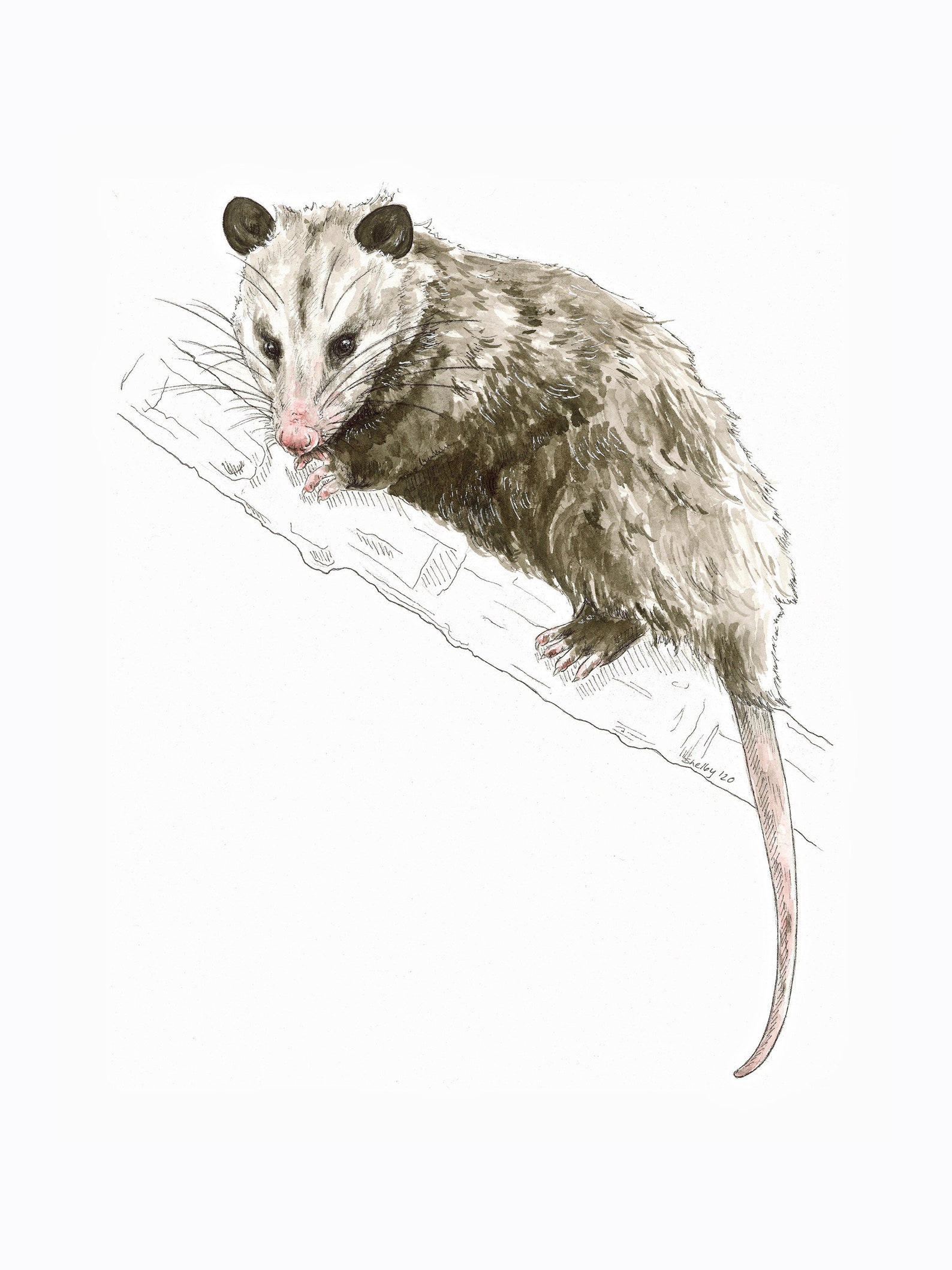 Opossum Print Nature Wildlife Art Print Opossum Watercolor - Etsy
