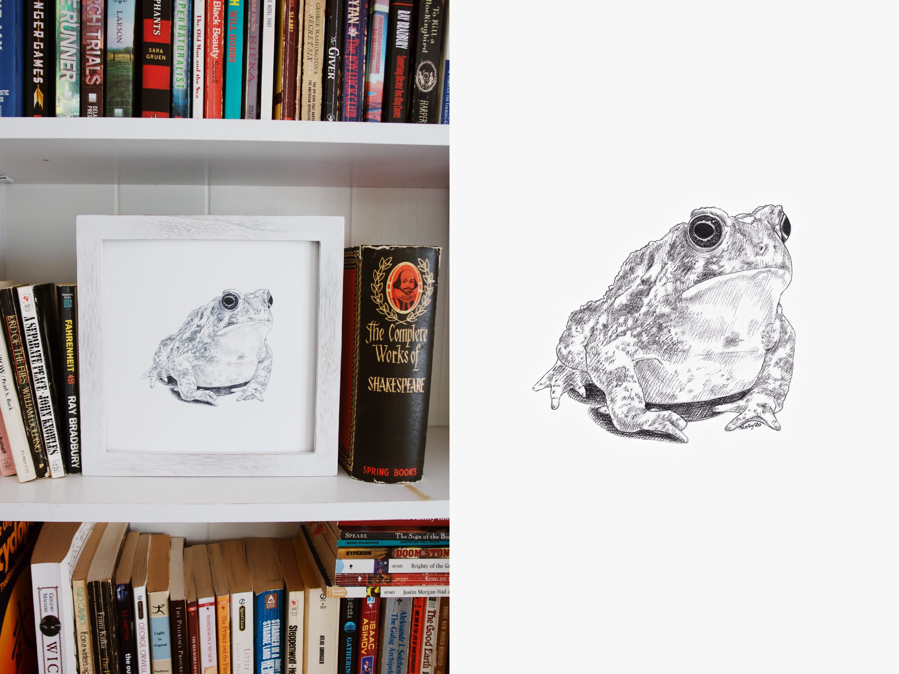 American Toad Print Nature Wildlife Art Print Realistic - Etsy