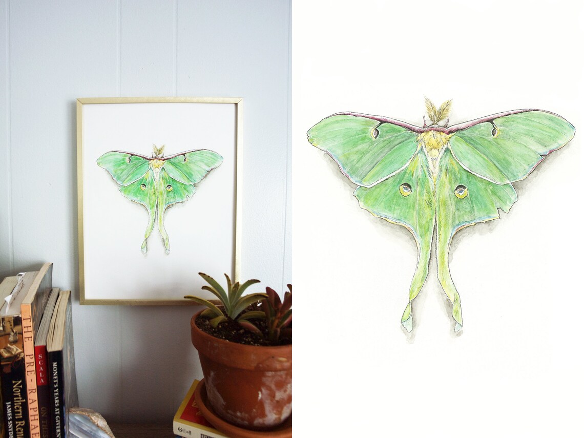 Luna Moth Print Nature Wildlife Art Print Luna Moth - Etsy