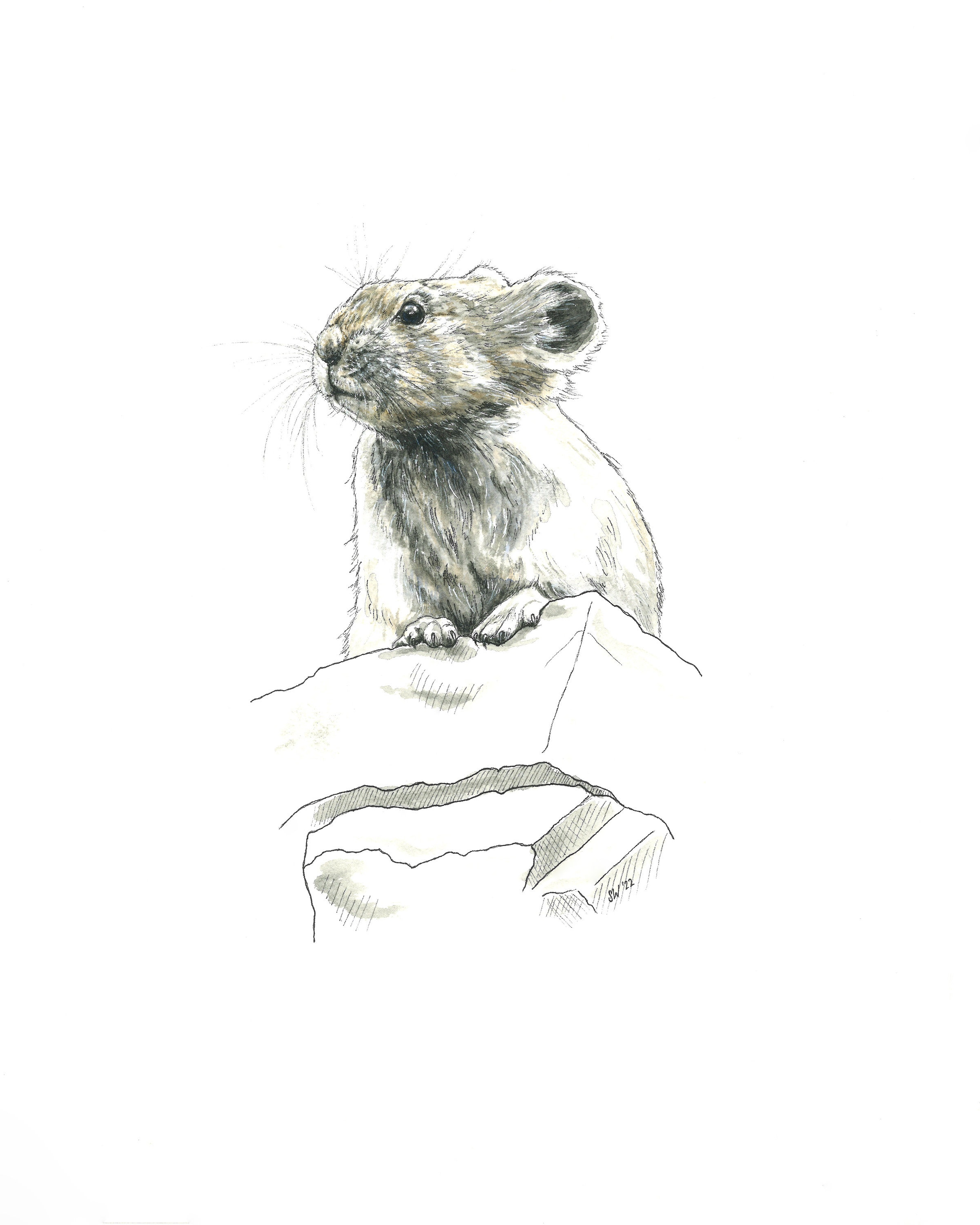 Pika Print Nature Wildlife Art Print Pika Watercolor - Etsy