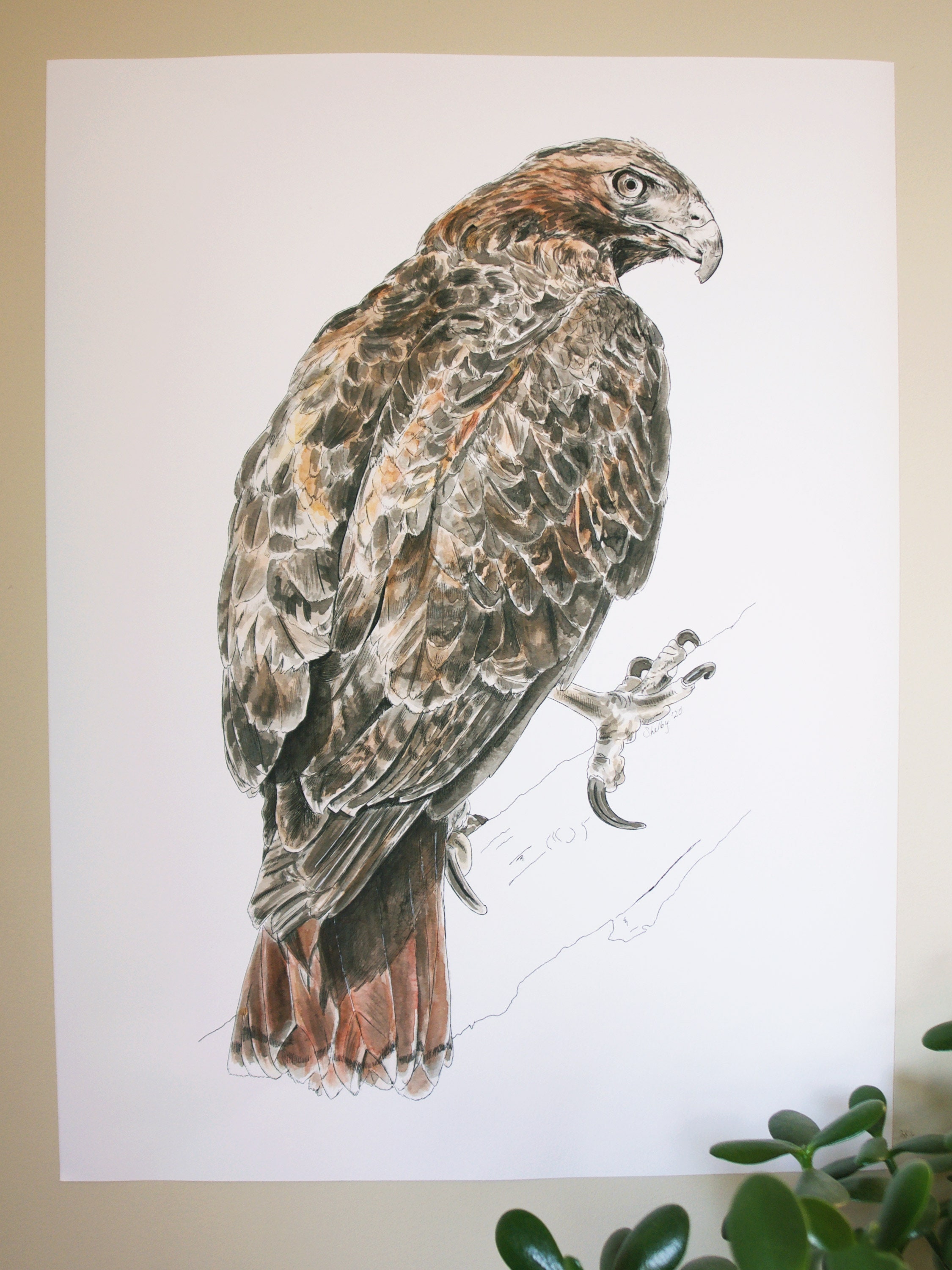 Red-tailed Hawk Watercolor Painting, Red-tailed Hawk Drawing, Red ...