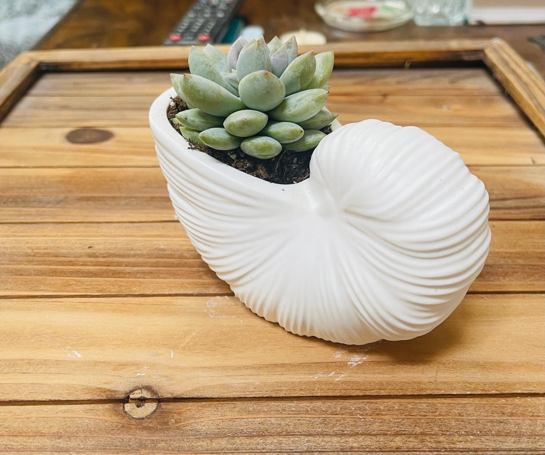 White Nautilus Shell Planter With Succulent Coastal Home Decor Beachy ...