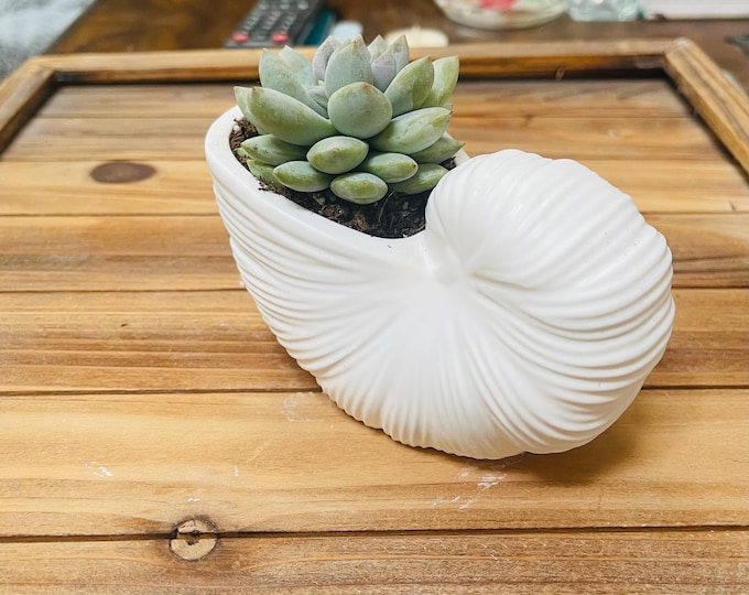 White Nautilus Shell Planter With Succulent Coastal Home Decor Beachy ...
