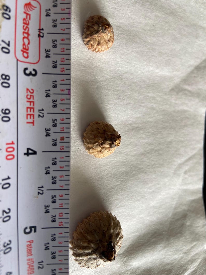 Black Oak Acorns - Etsy