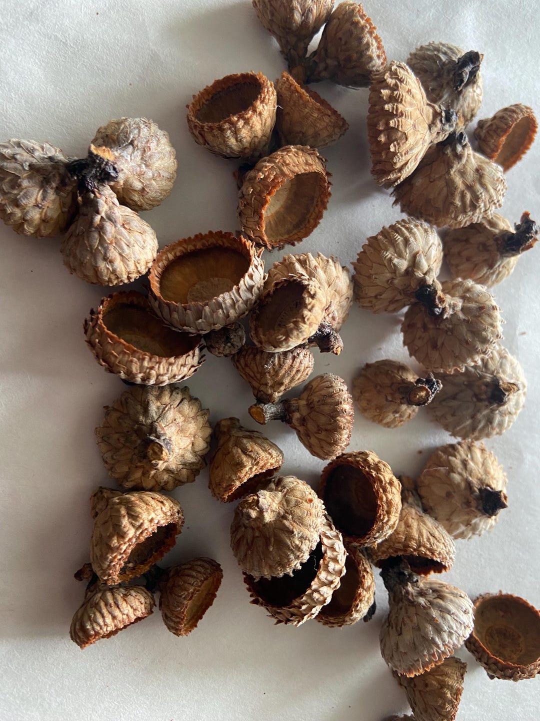 Black Oak Acorns - Etsy