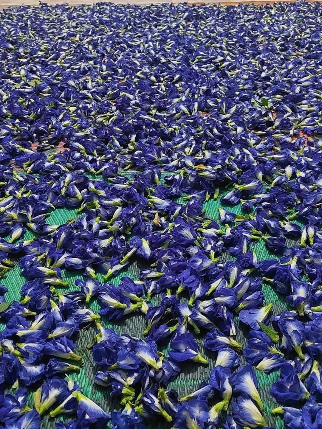 Organic Butterfly Pea, Blue Serenity: Premium Clitoria Ternatea Dried ...