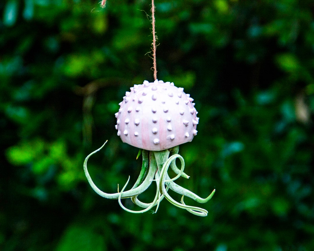 Handmade Ceramic Planter, Pink Jellyfish for Display Air Plant ...