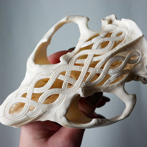 Beaver Skull - Etsy