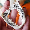 Hand-painted Red Fox Jaw - Etsy