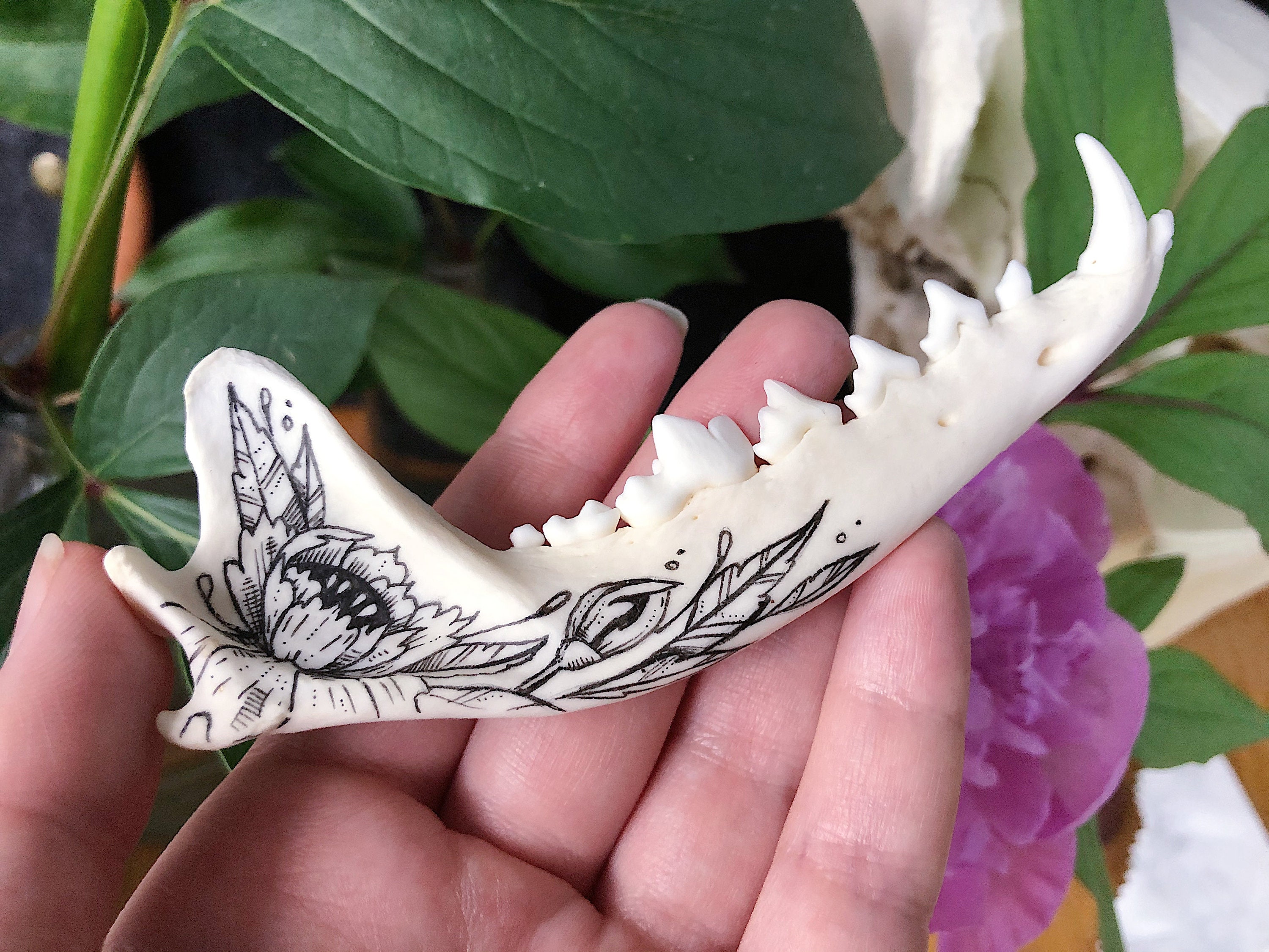 Painted Red Fox Jaw - Etsy