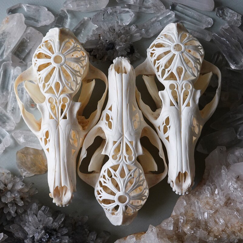 Real Animal Skull - Etsy
