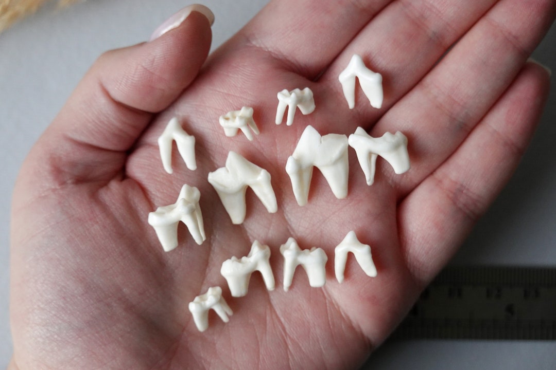 Set of Red Fox Teeth - Etsy