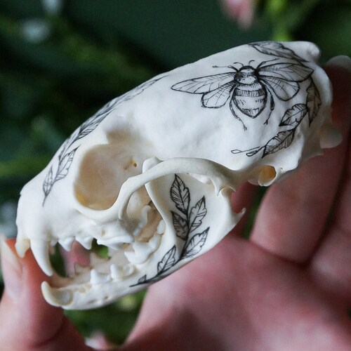 Hand Carved Marten Skull - Etsy