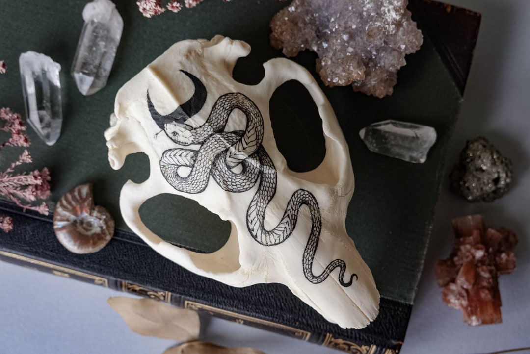 Hand Painted Beaver - Home Decor, Cabinet De Curiosity, Gothic Home ...