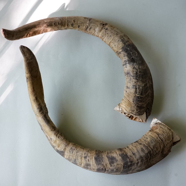 Real Goat Horns - Etsy