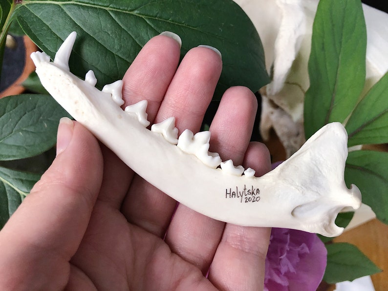 Painted Red Fox Jaw - Etsy