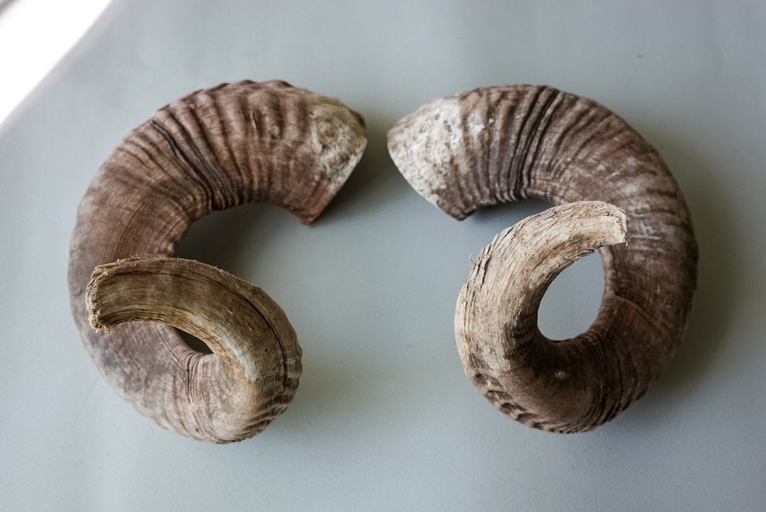 Real Ram Horns - Etsy