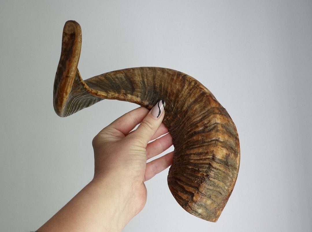 Natural Ram Horn, Real Ram Horn, Ram Horn - Etsy Australia