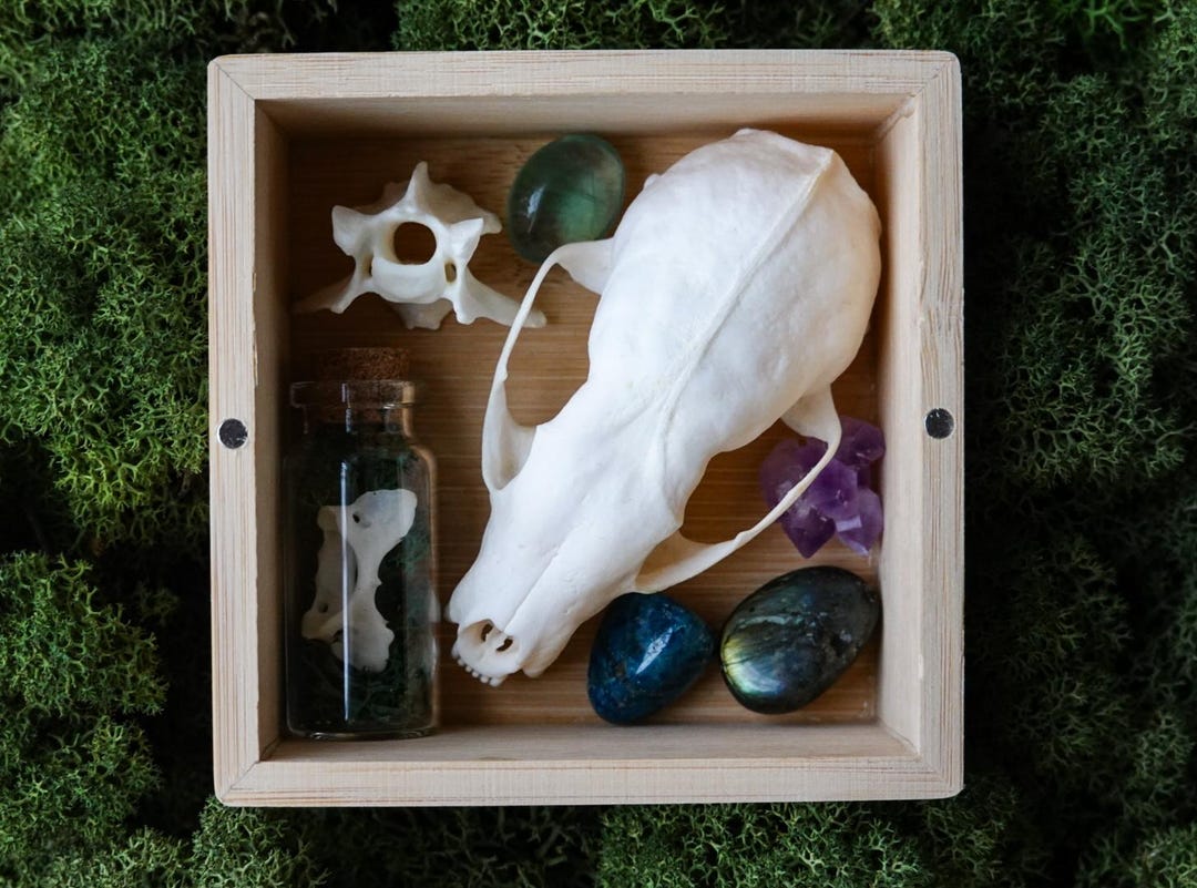 Nature Curiosity Gift Box! - Etsy