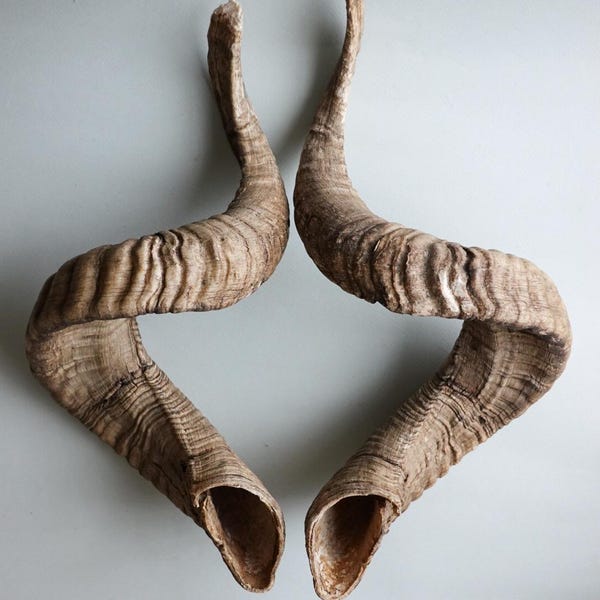 Rams Horn - Etsy