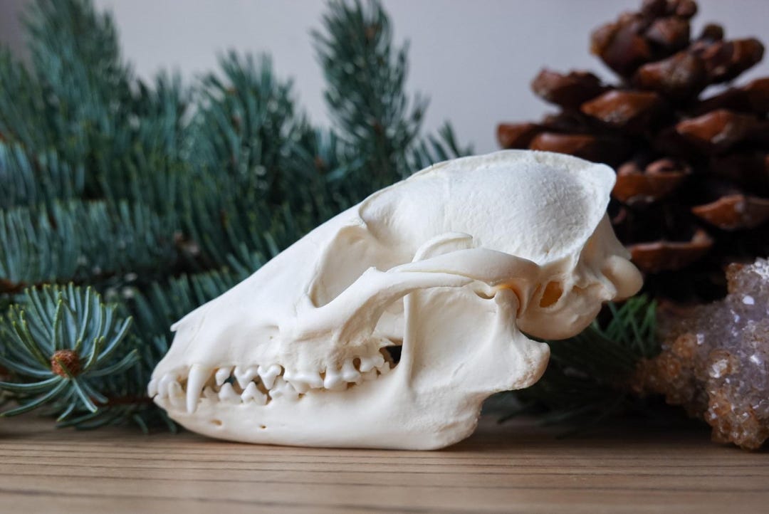 Japanese Raccoon Dog 1, Tanuki Skull - Etsy