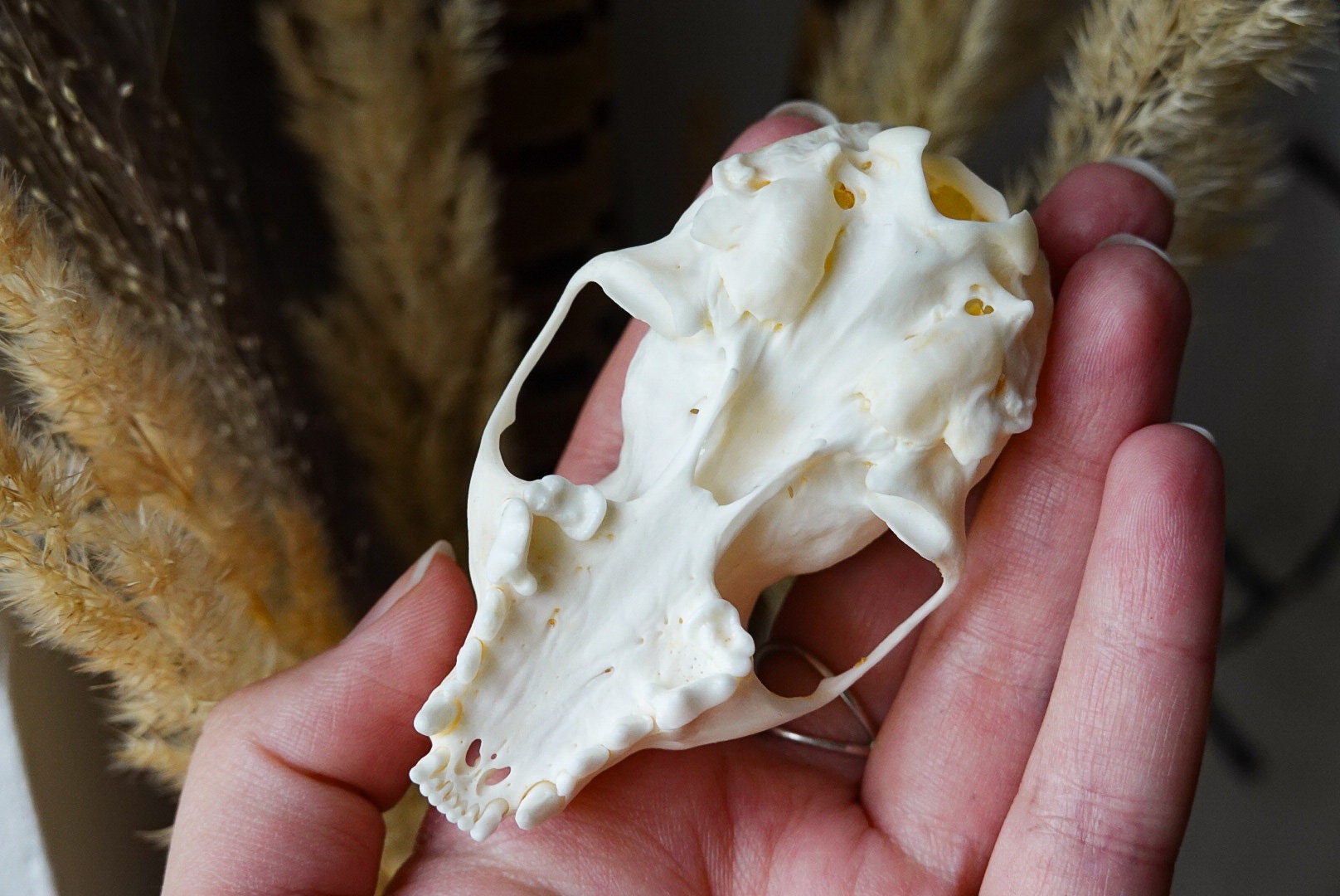 Hand Painted Skull of Marten - Etsy