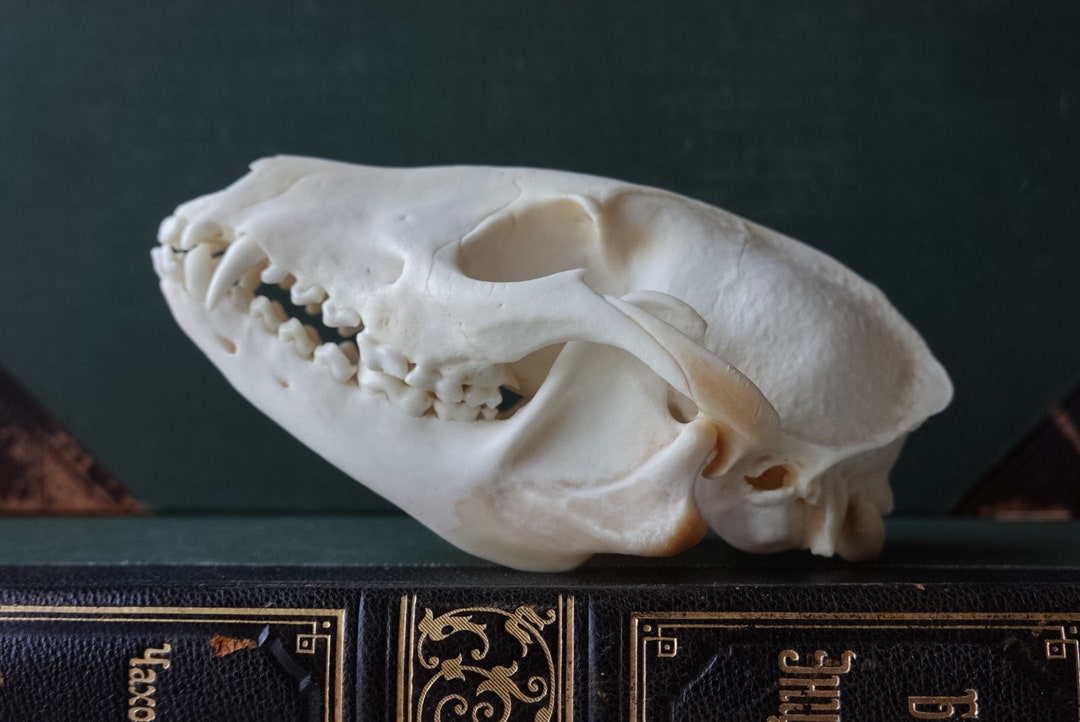 Japanese Raccoon Dog 1, Tanuki Skull - Etsy