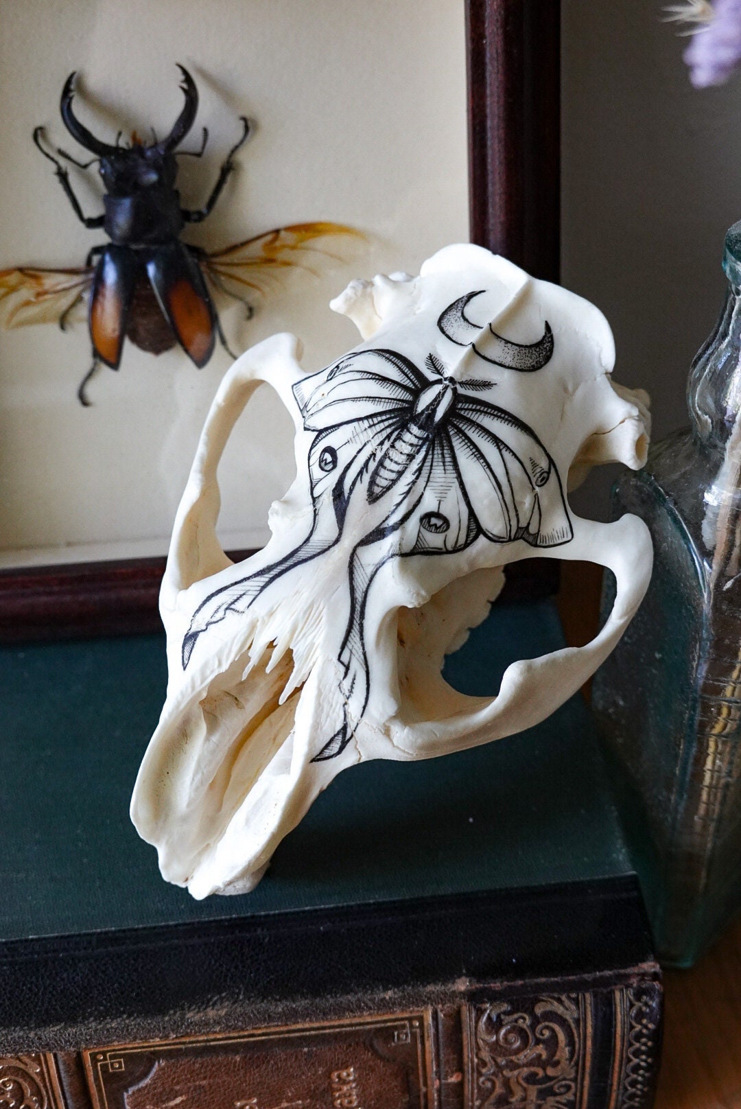 Hand Painted Beaver - Home Decor, Cabinet De Curiosity, Gothic Home ...