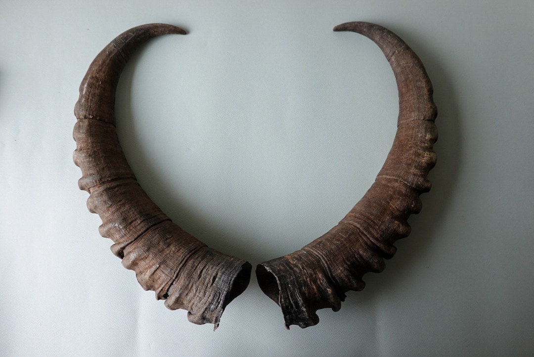 Large Caucasian Tur Horns - Etsy