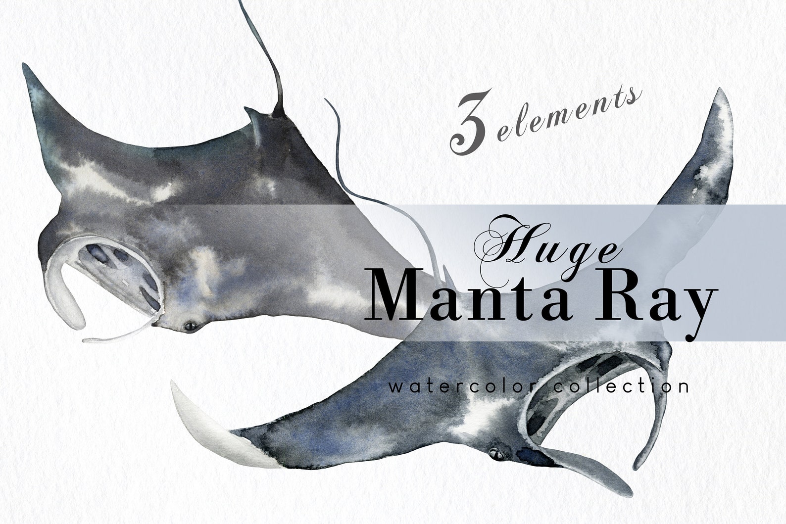 Manta Ray Watercolor PNG Clip Art Nautical Printable Clipart | Etsy
