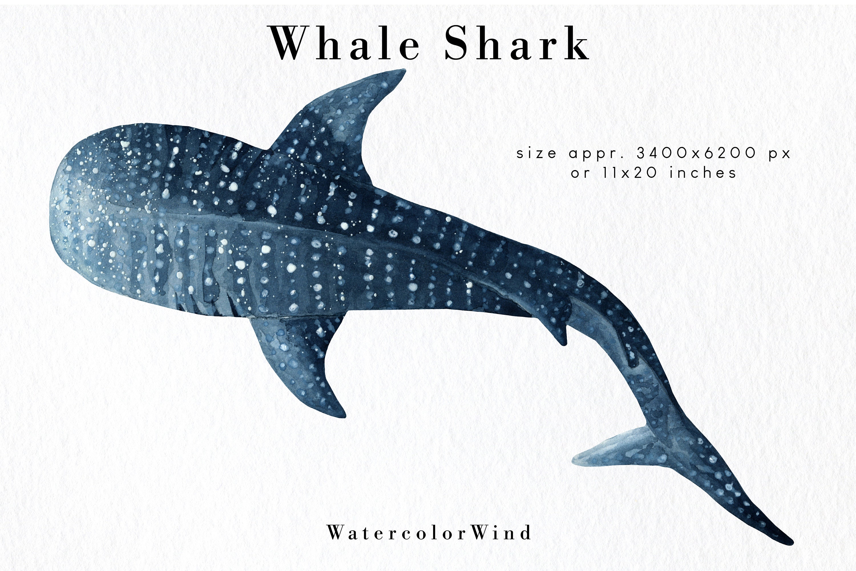 Whale Shark Watercolor Clip Art Illustration | Etsy