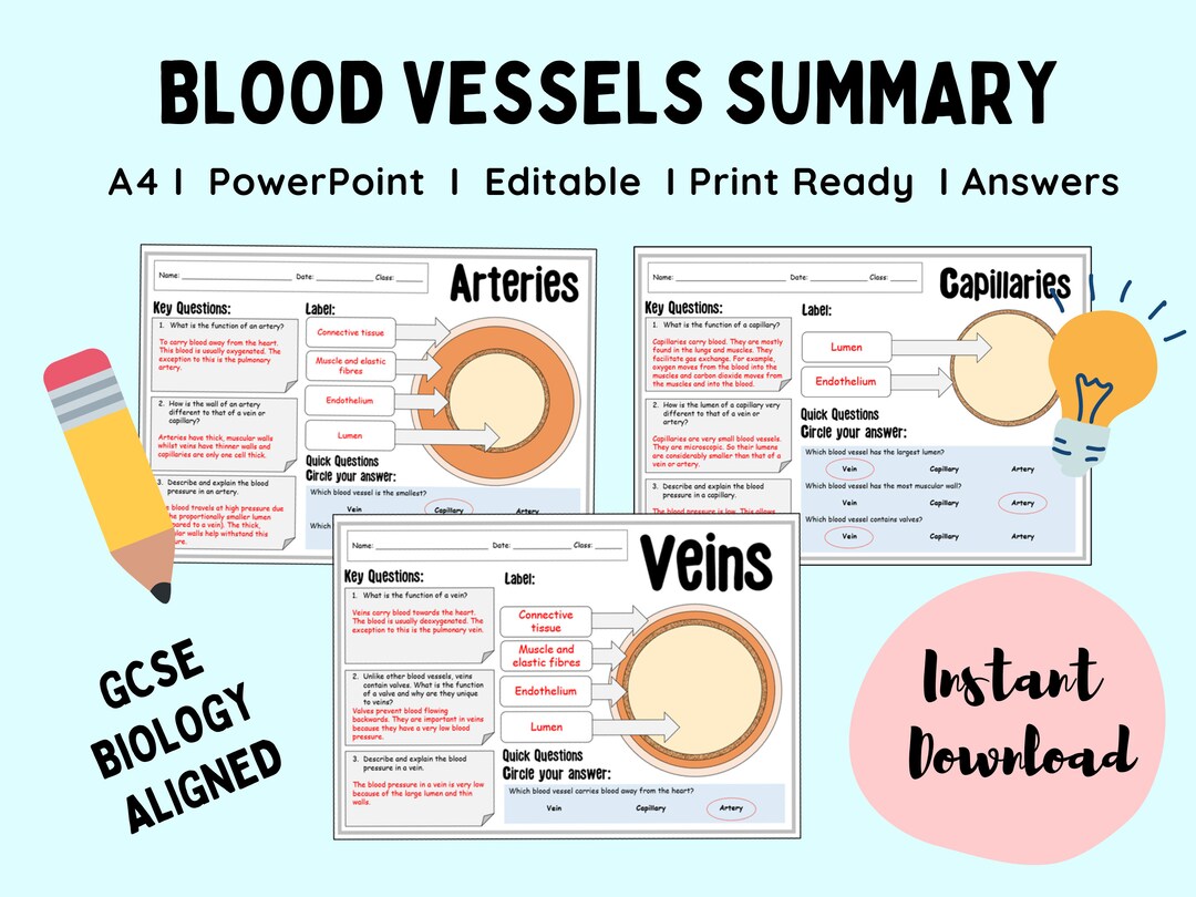 Blood Vessels GCSE Biology Revision Science Learning Teaching Lesson ...