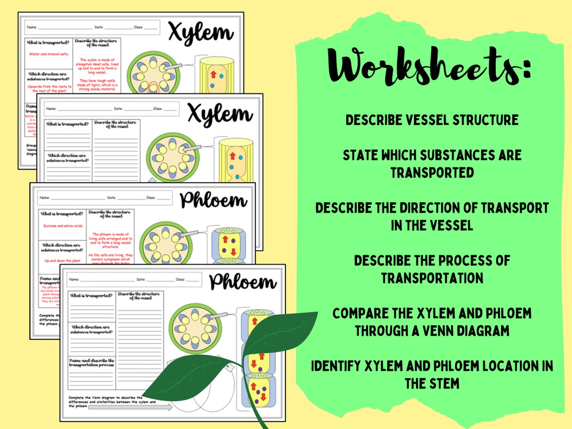 Xylem and Phloem Plant Biology Science GCSE KS3 Revision Teaching ...