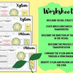 Xylem and Phloem Plant Biology Science GCSE KS3 Revision Teaching ...